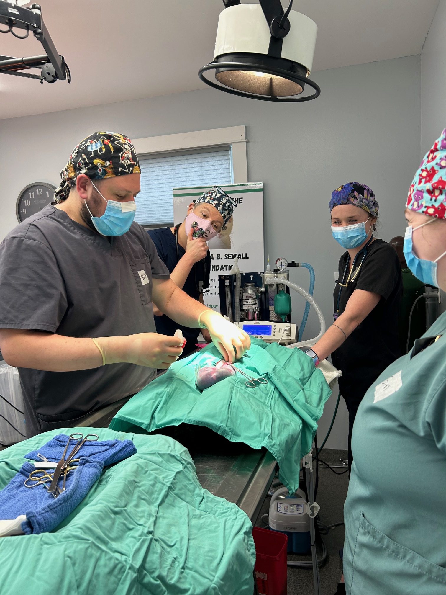 United Spay Alliance's April Wet Labs: Empowering Vets, Spaying Cats ...