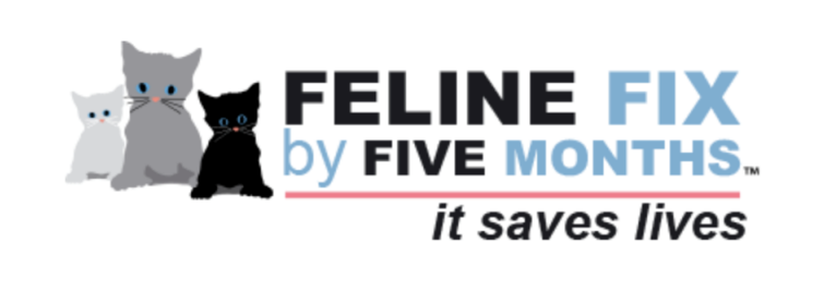 As Kitten Populations Continue to Explode, February’s Feline Fix By ...