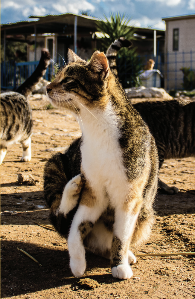 Free-Roaming Cat Management: A Funder's Guide to Better Impact - United ...