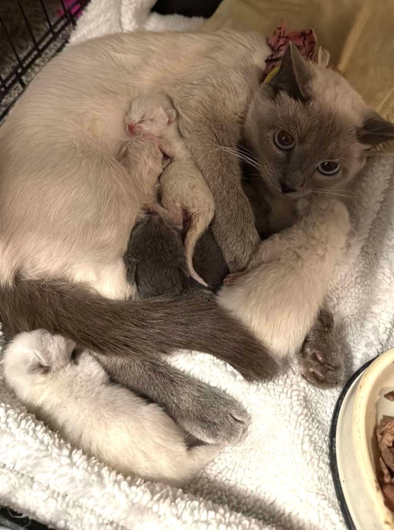 A Decade After “Feline Fix by Five”: Why are cats still paying the ...