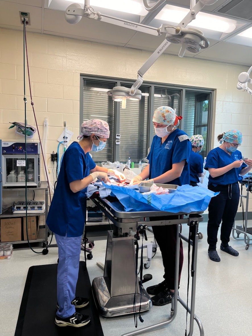 MSPCA-Angell Leads High-Quality, High-Volume Spay/Neuter Training for ...