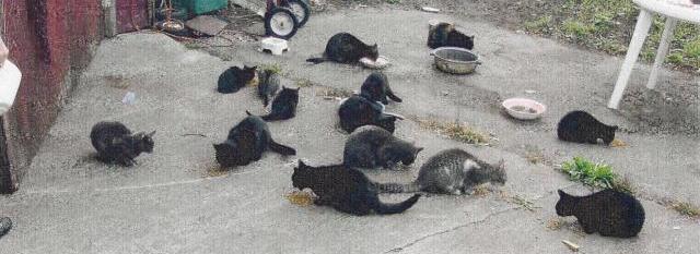 feral cat colonies - United Spay Alliance