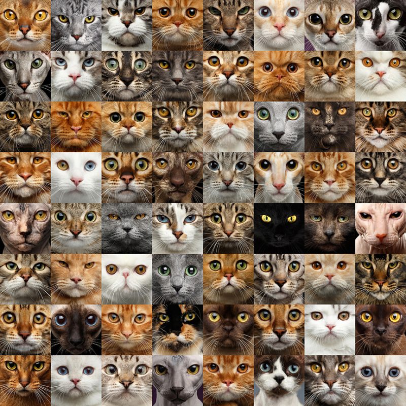 Cat Colors And Patterns—Part One - United Spay Alliance