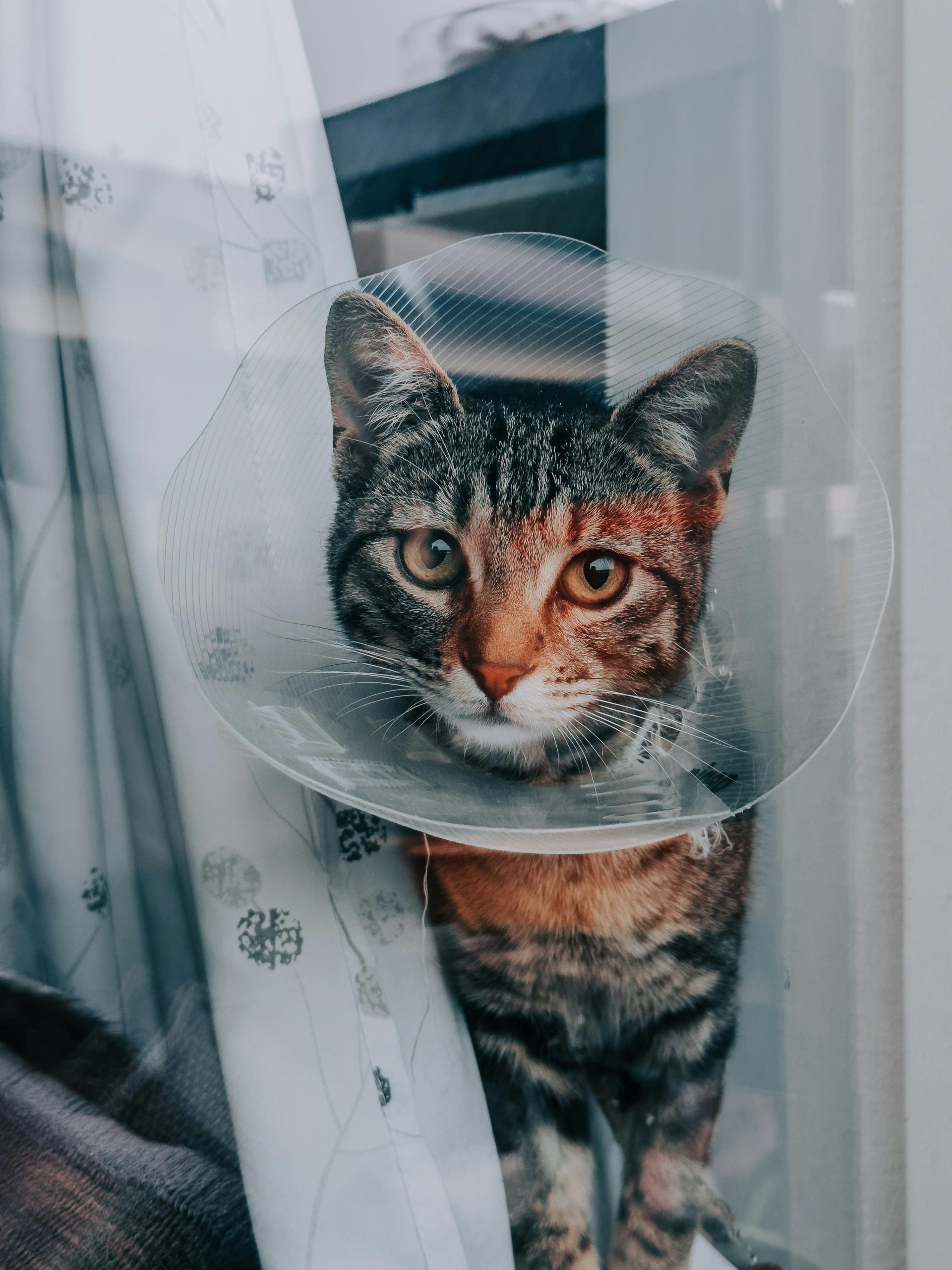 The Complete Guide to Fixing Your Cat - United Spay Alliance