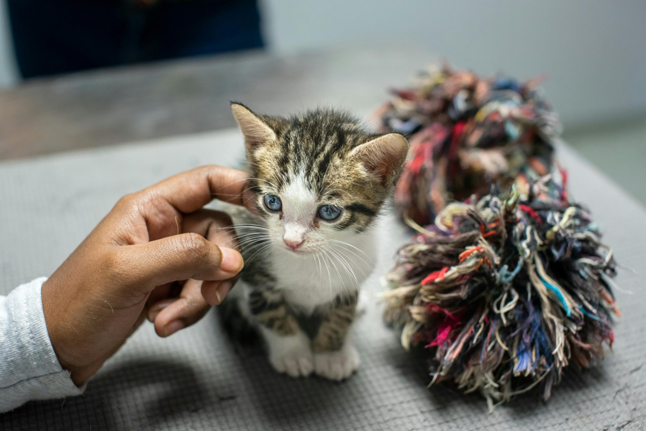 The Complete Guide to Neutering Your Cat - United Spay Alliance