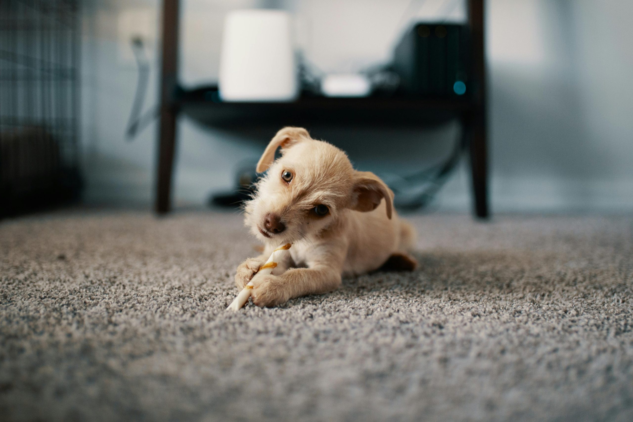 The Complete Guide to Neuturing Your Dog - United Spay Alliance