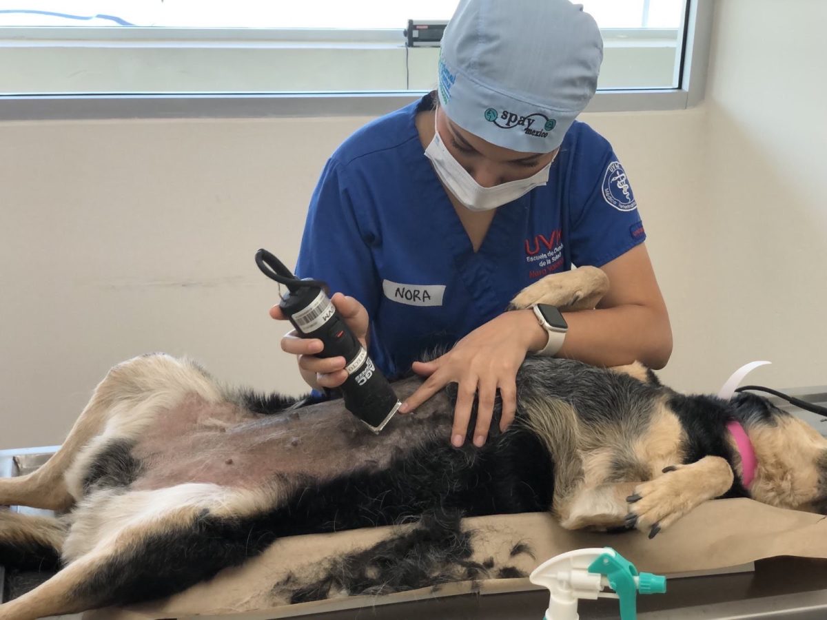 Spay Vet Net - United Spay Alliance